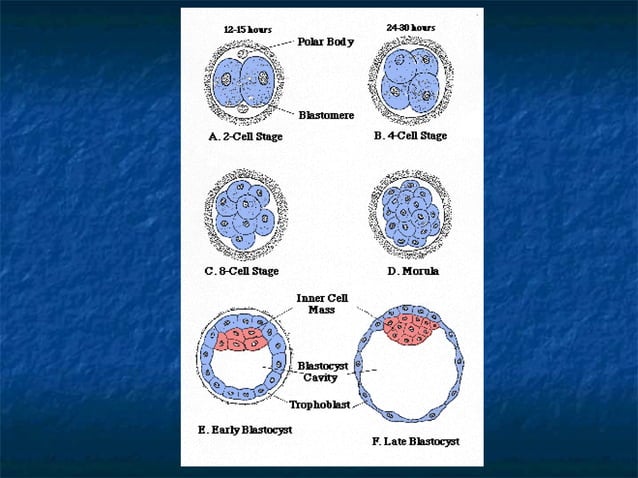 Perkembangan Embrio | PPT