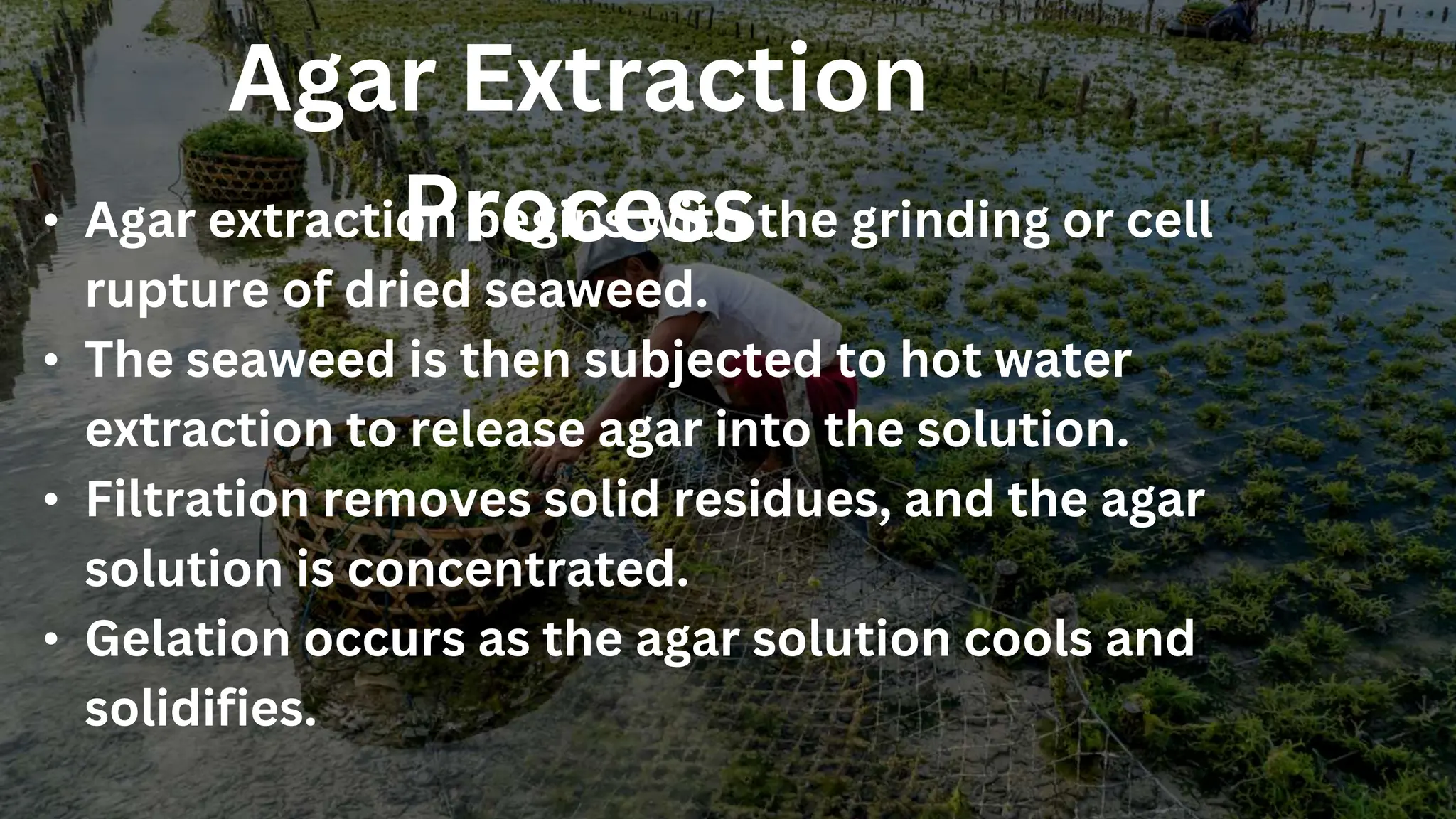 Copy of Agar Extraction Method from Seaweed_20240414_120731_0000.pptx
