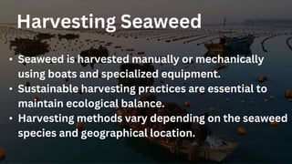 Copy of Agar Extraction Method from Seaweed_20240414_120731_0000.pptx