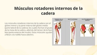 Traumatologia y ortopedia Anatomia de cadera GARM | PPTX