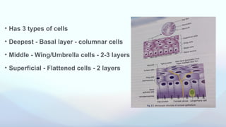 Anatomy and Development of Cornea 1 (1).ppt