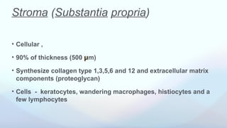 Anatomy and Development of Cornea 1 (1).ppt