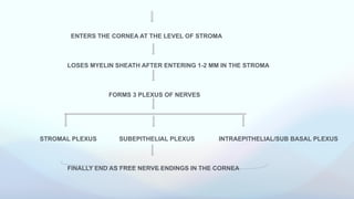 Anatomy and Development of Cornea 1 (1).ppt