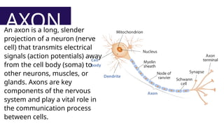 AXONAL CONDUCTION.pptx Axonal conduction is the process by which ...