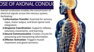 AXONAL CONDUCTION.pptx Axonal conduction is the process by which ...