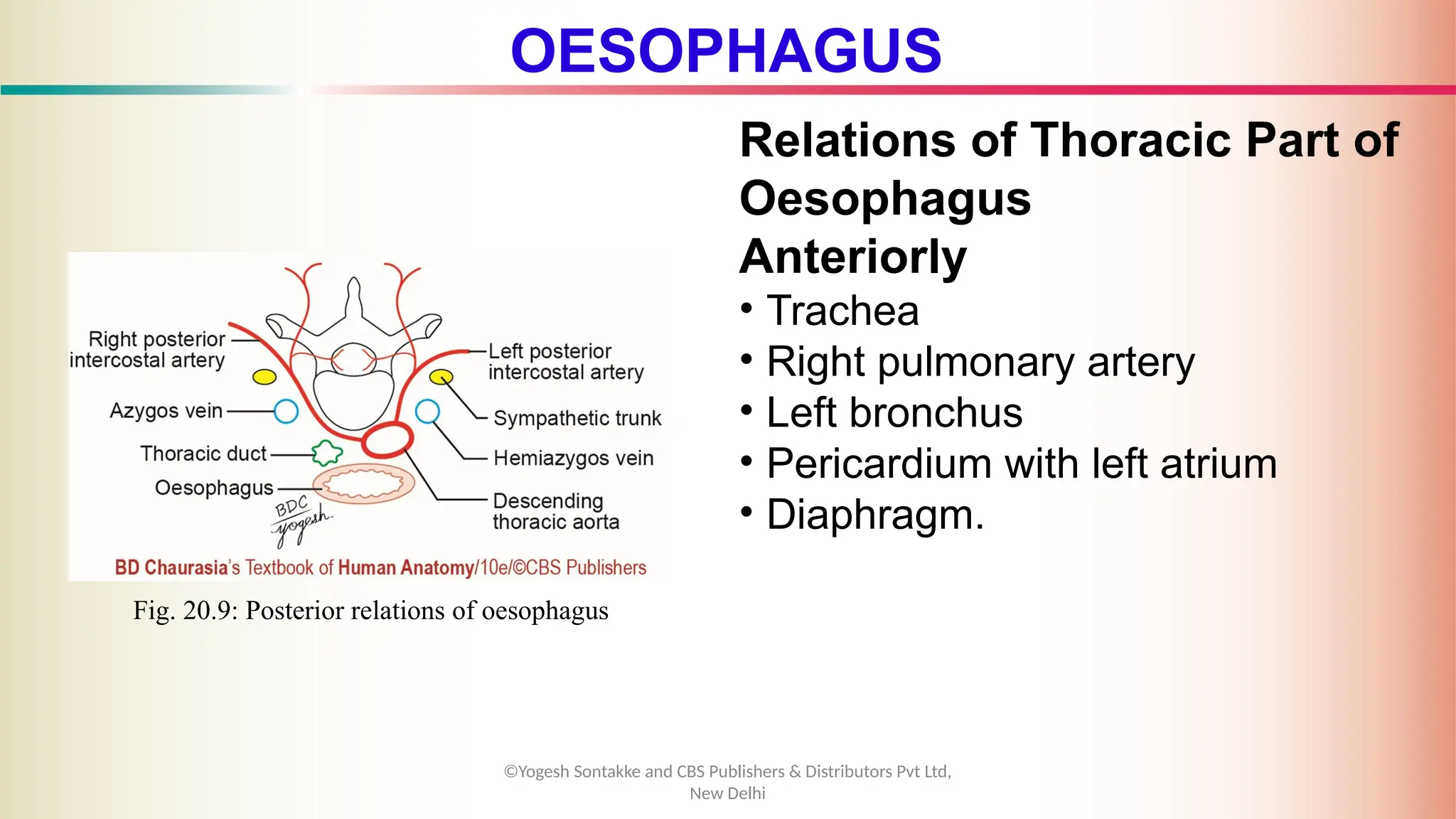 Copy of BDC Volume 1 Chapter 20 Trachea, Oesophagus and Thoracic Duct.pptx
