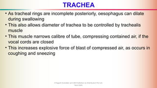 Copy of BDC Volume 1 Chapter 20 Trachea, Oesophagus and Thoracic Duct.pptx