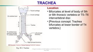 Copy of BDC Volume 1 Chapter 20 Trachea, Oesophagus and Thoracic Duct.pptx