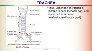 Copy of BDC Volume 1 Chapter 20 Trachea, Oesophagus and Thoracic Duct.pptx