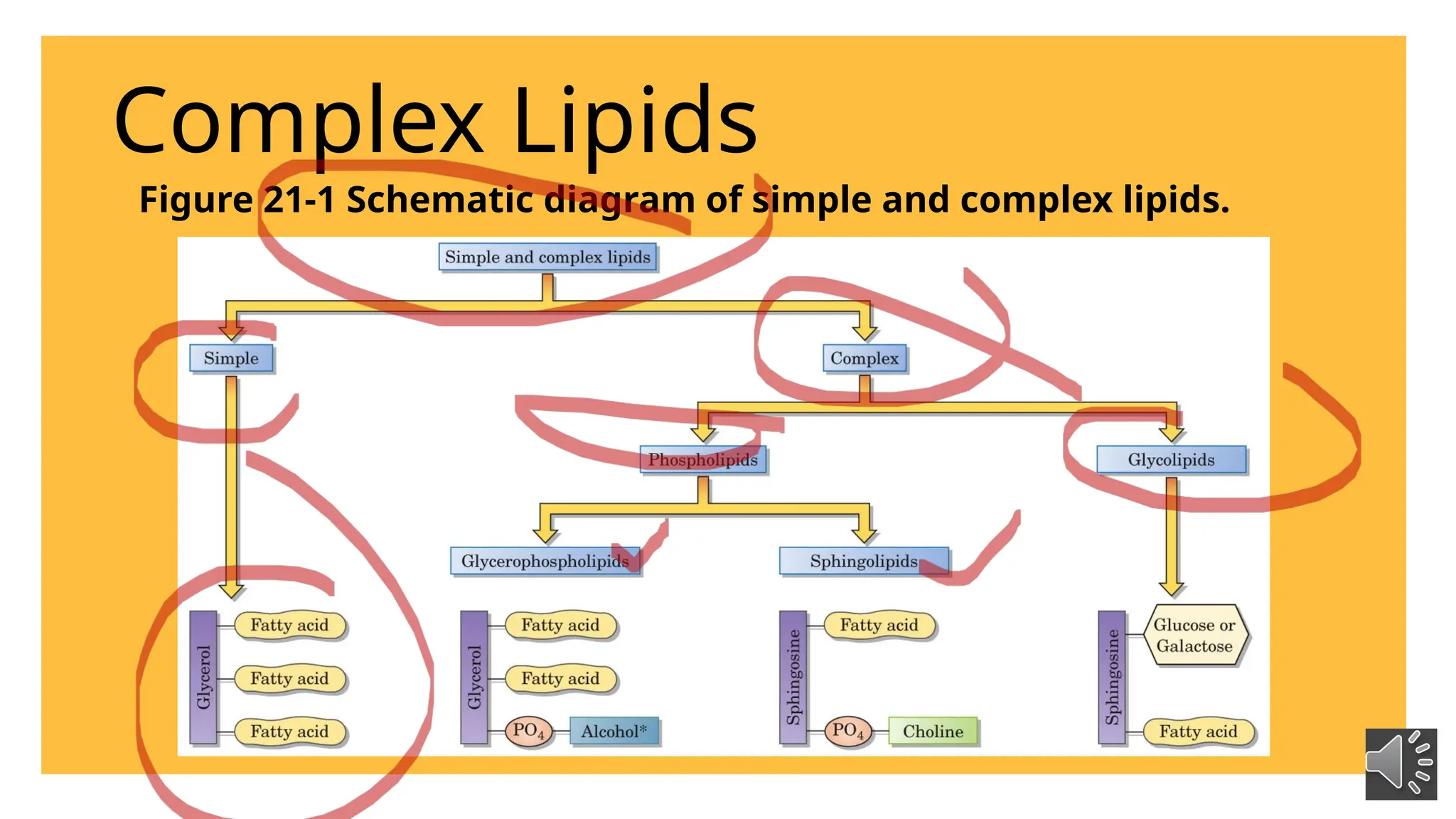 Copy of Biochem_LIPIDS.pptx school topic BIOCHEMISTRY. LIPIDS ...