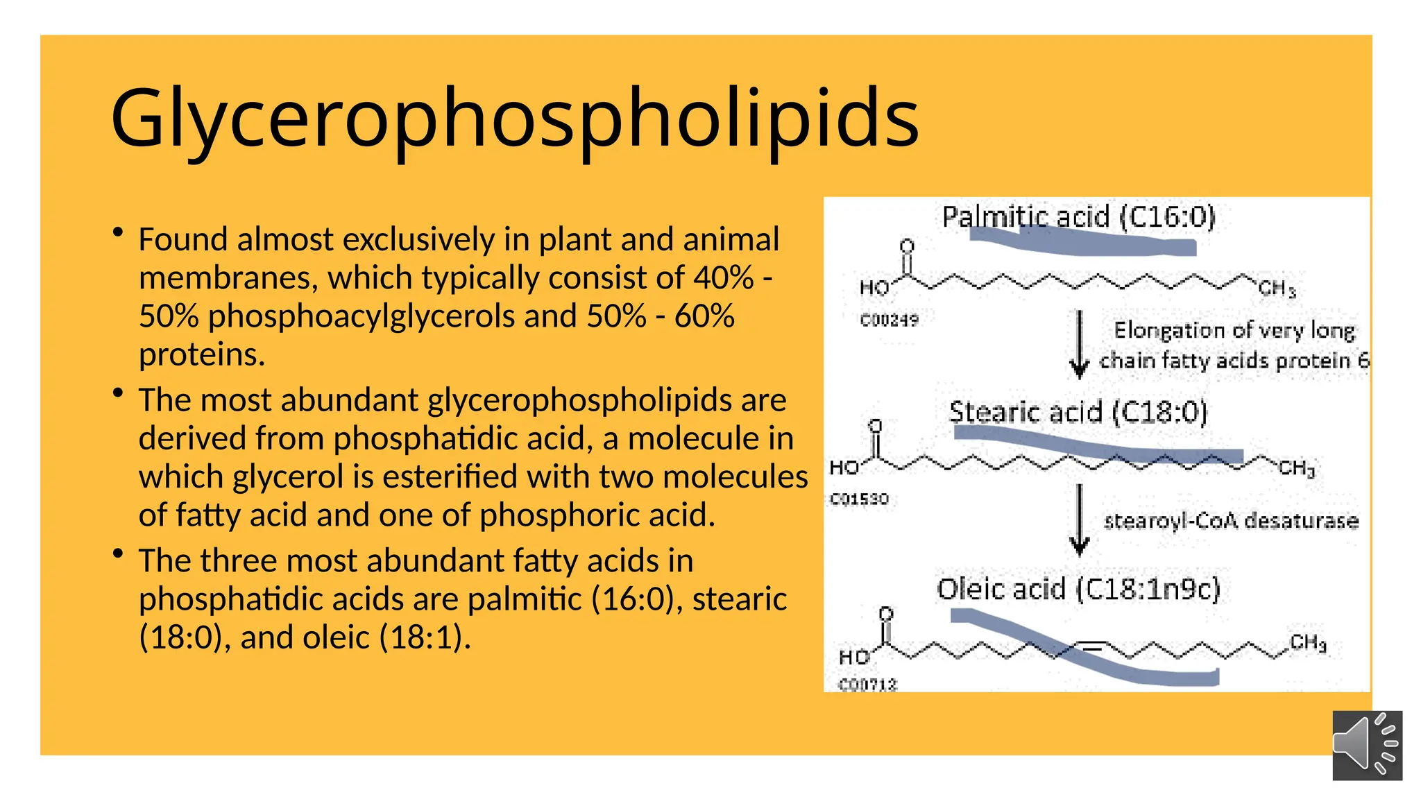Copy of Biochem_LIPIDS.pptx school topic BIOCHEMISTRY. LIPIDS ...