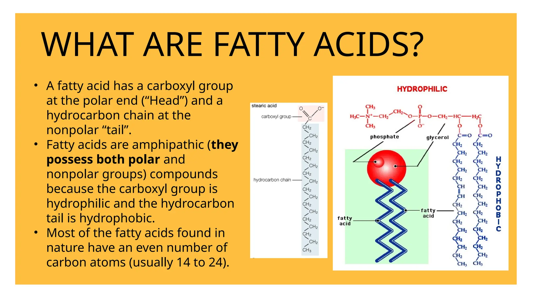 Copy of Biochem_LIPIDS.pptx school topic BIOCHEMISTRY. LIPIDS ...
