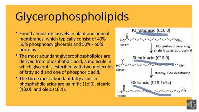 Copy of Biochem_LIPIDS.pptx school topic BIOCHEMISTRY. LIPIDS ...