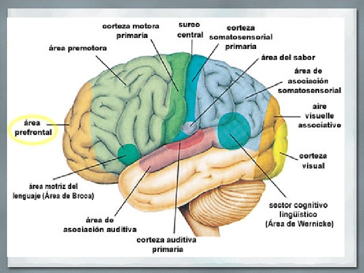 Hemisferios cerebrales