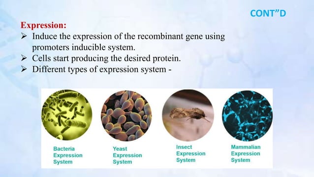 Recombinant Protein Technology in laboratory .pptx