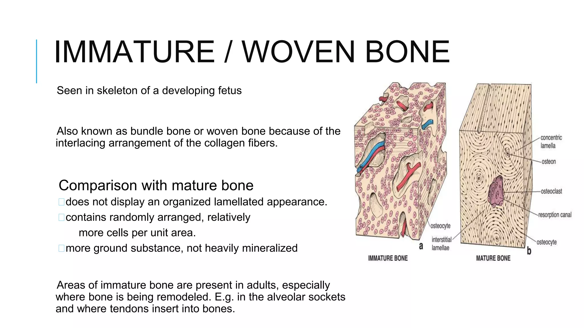 Bone | PPTX