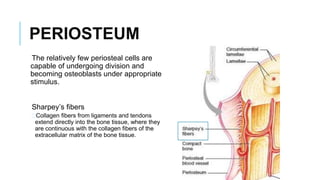 Bone | PPTX