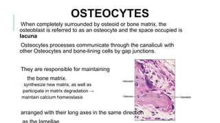 Bone | PPTX