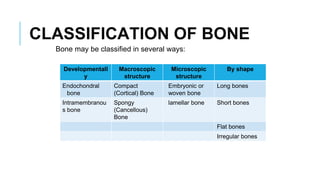 Bone | PPTX