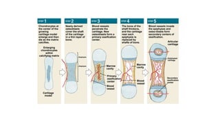 Bone | PPTX