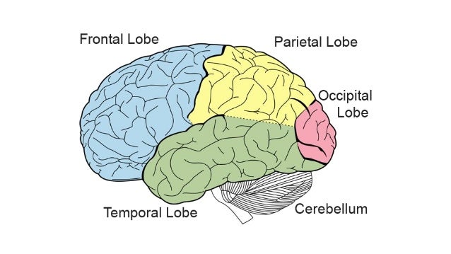 Brain, vision and machine vision