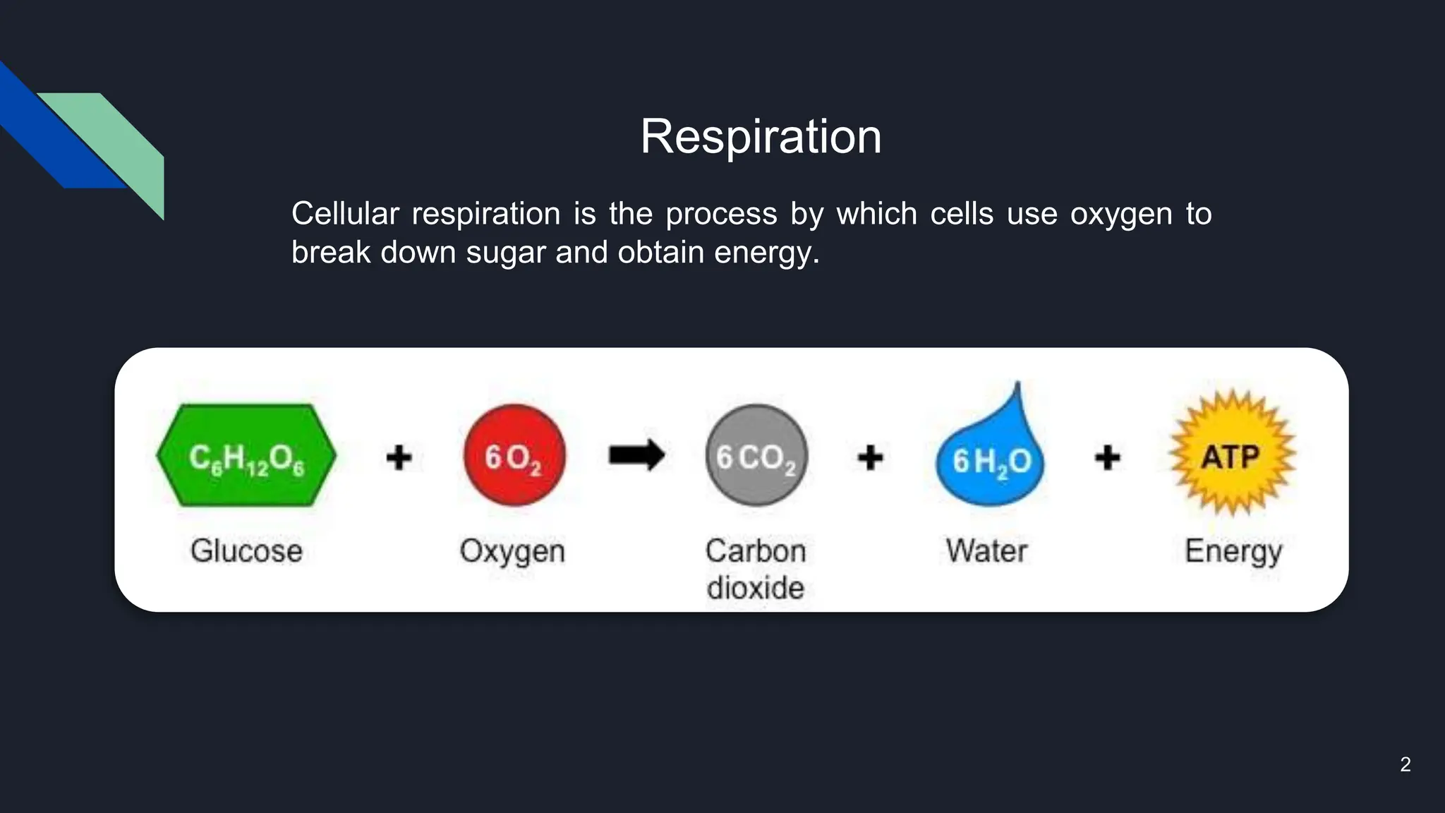 Copy of Breathing and Respiration (1).pptx