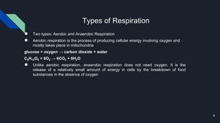 Copy of Breathing and Respiration (1).pptx