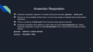 Copy of Breathing and Respiration (1).pptx