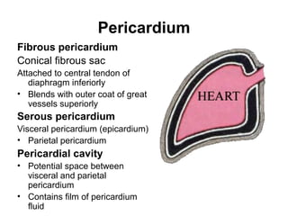 Copy of cardio vascular system | PPT | Heart and Cardiovascular ...