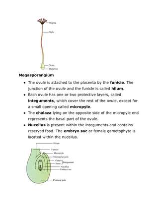 ch. 2 sexual reproduction in flowering plants | PDF