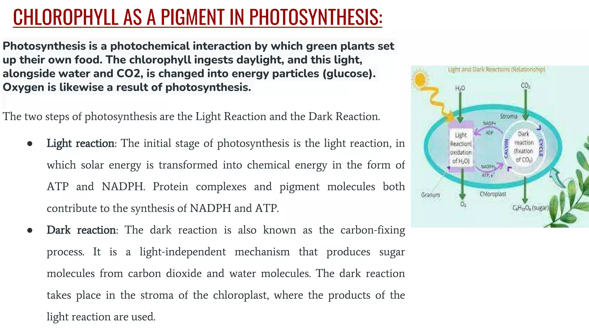 CHLOROPHYLL PIGMENT (1).pptx