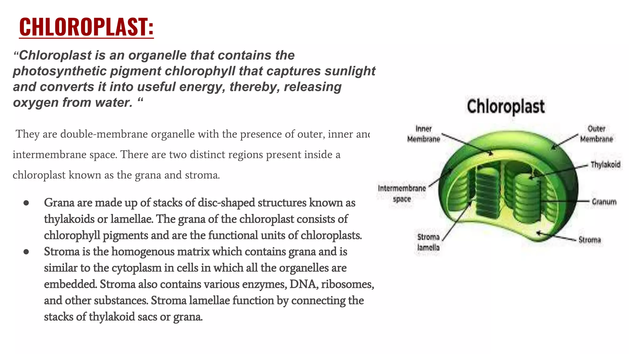 CHLOROPHYLL PIGMENT (1).pptx