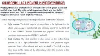 CHLOROPHYLL PIGMENT (1).pptx