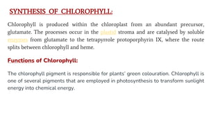 CHLOROPHYLL PIGMENT (1).pptx