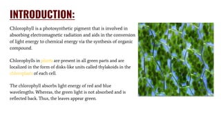 CHLOROPHYLL PIGMENT (1).pptx