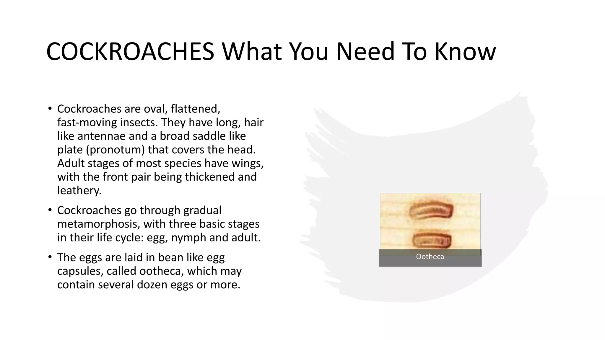 Cockroaches and What You Need to Know 1 (1).pptx.pdf