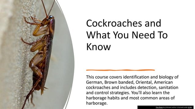 Cockroaches and What You Need to Know 1 (1).pptx.pdf