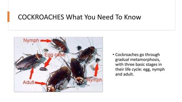 Cockroaches and What You Need to Know 1 (1).pptx.pdf