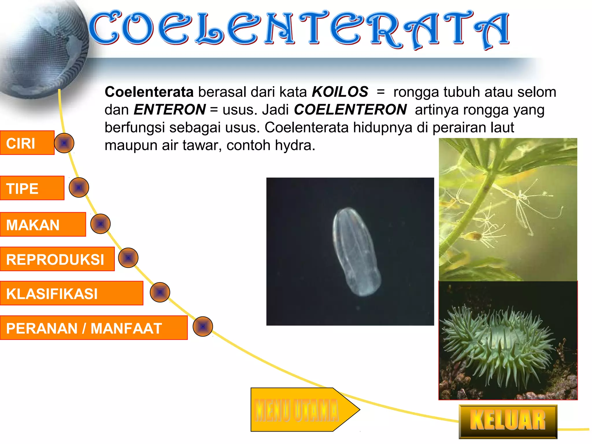 coelenterata(paling baru) | PPT
