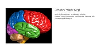 Use this interactive illustration to learn about the various regions of ...