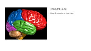 Use this interactive illustration to learn about the various regions of ...