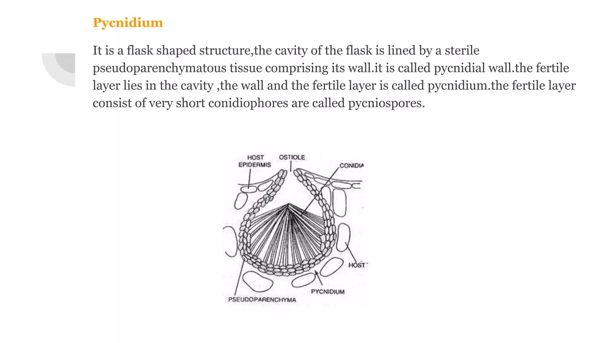 DEUTEROMYCOTINA | PDF