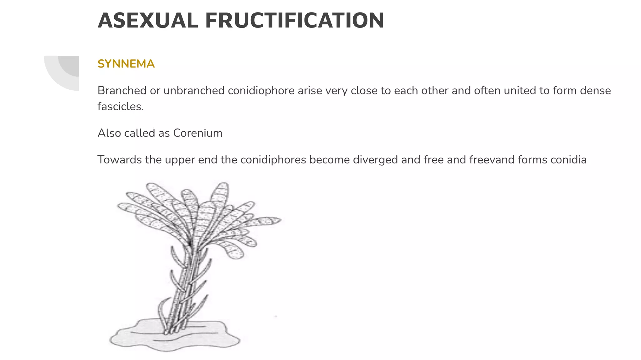 DEUTEROMYCOTINA | PDF