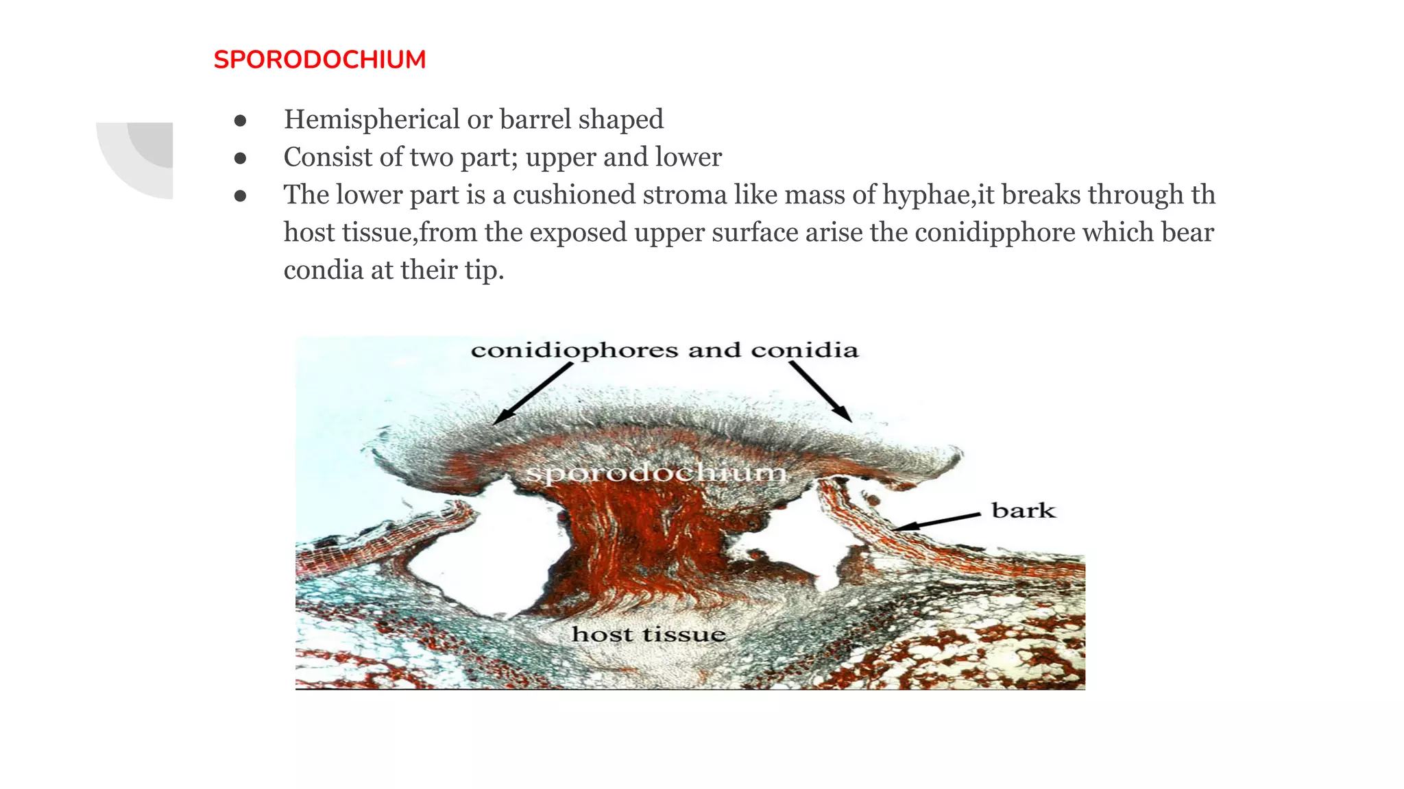 DEUTEROMYCOTINA | PDF