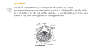 DEUTEROMYCOTINA | PDF