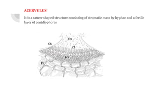 DEUTEROMYCOTINA | PDF