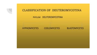 DEUTEROMYCOTINA | PDF