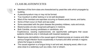 DEUTEROMYCOTINA | PDF