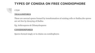 DEUTEROMYCOTINA | PDF