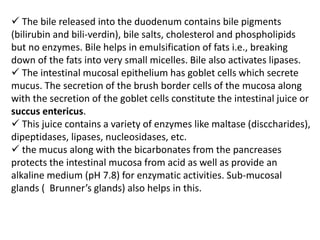 Digestion and Absorption - Class 11 ppt | PPTX